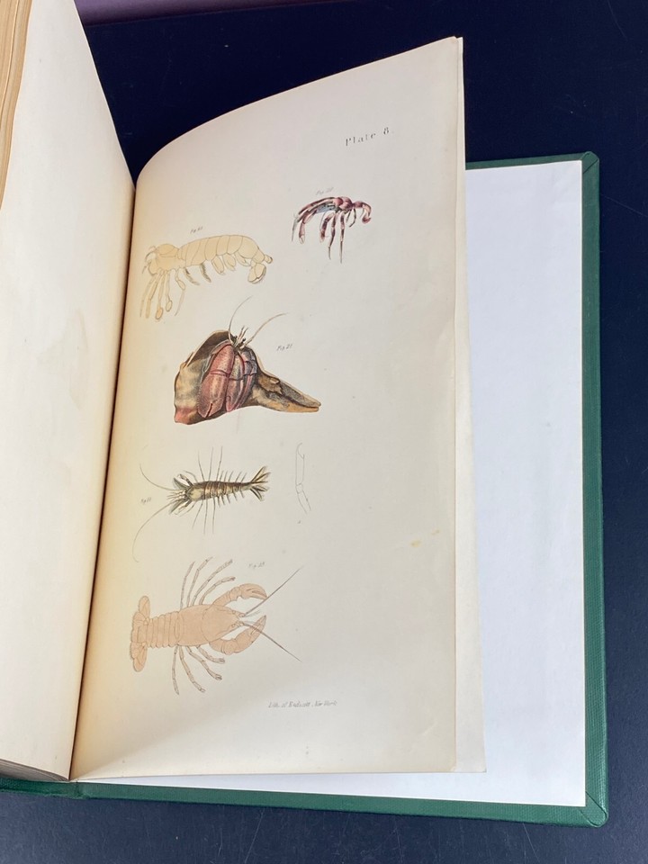 Natural History New York Zoology Fauna Part V Mollusca 1843 De Kay ...