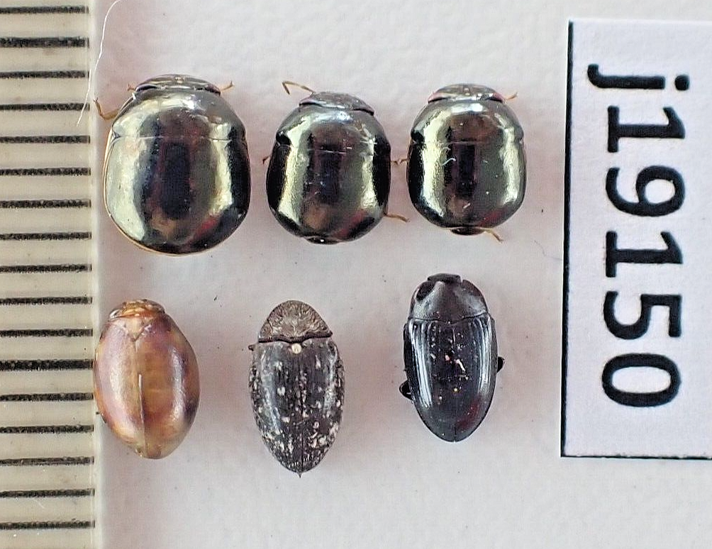 j19150. Insects, Small insects sp. Vietnam, Lam Dong | eBay