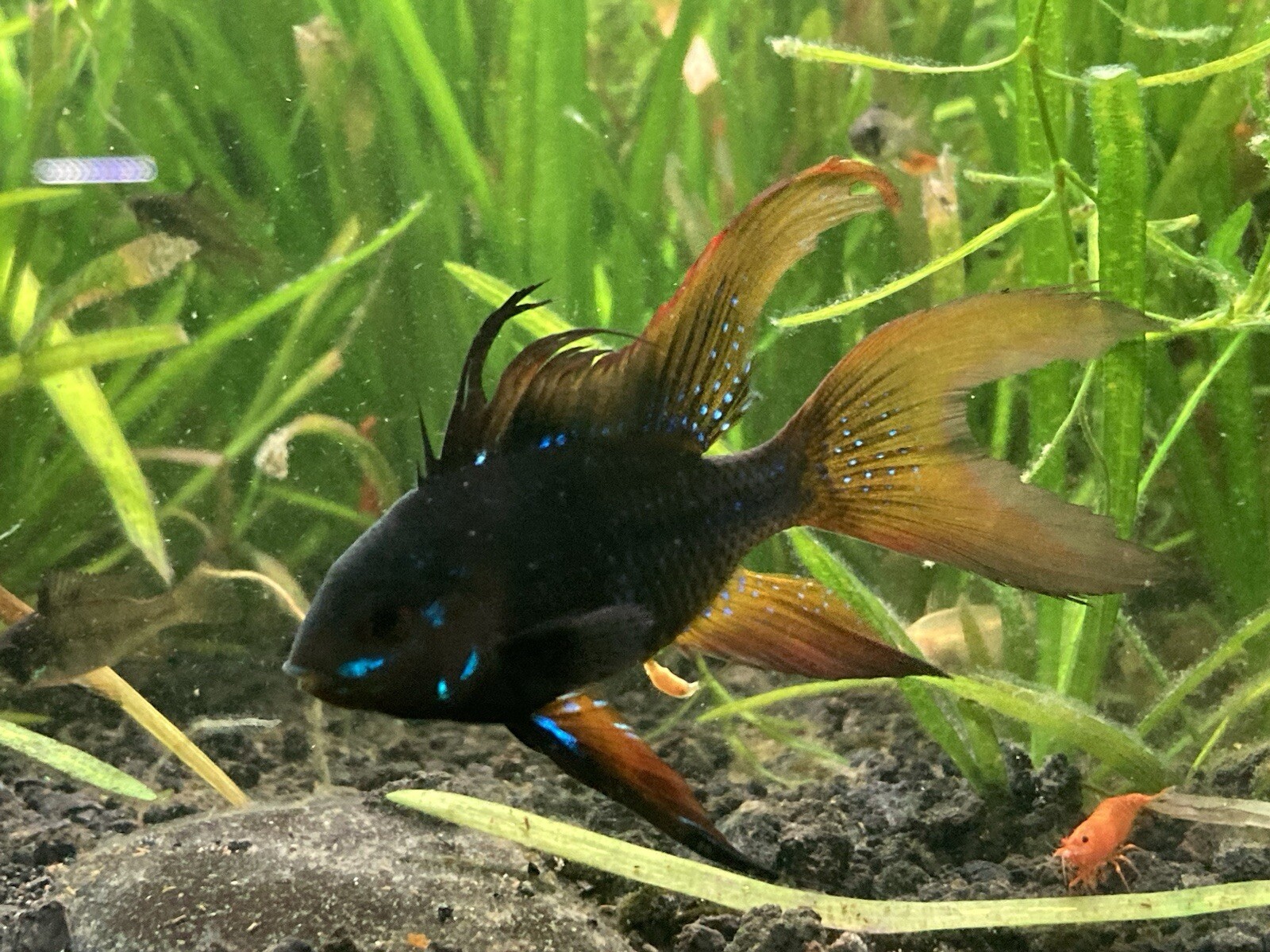 Male Longfin German Black Ram Dwarf Cichlid (~1.5") Live Freshwater ...