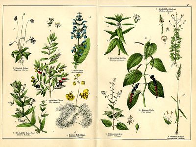 1887 WILLKOMM/SCHUBERT CHROMO olive, sage, pepper, nightshade, vervain ...
