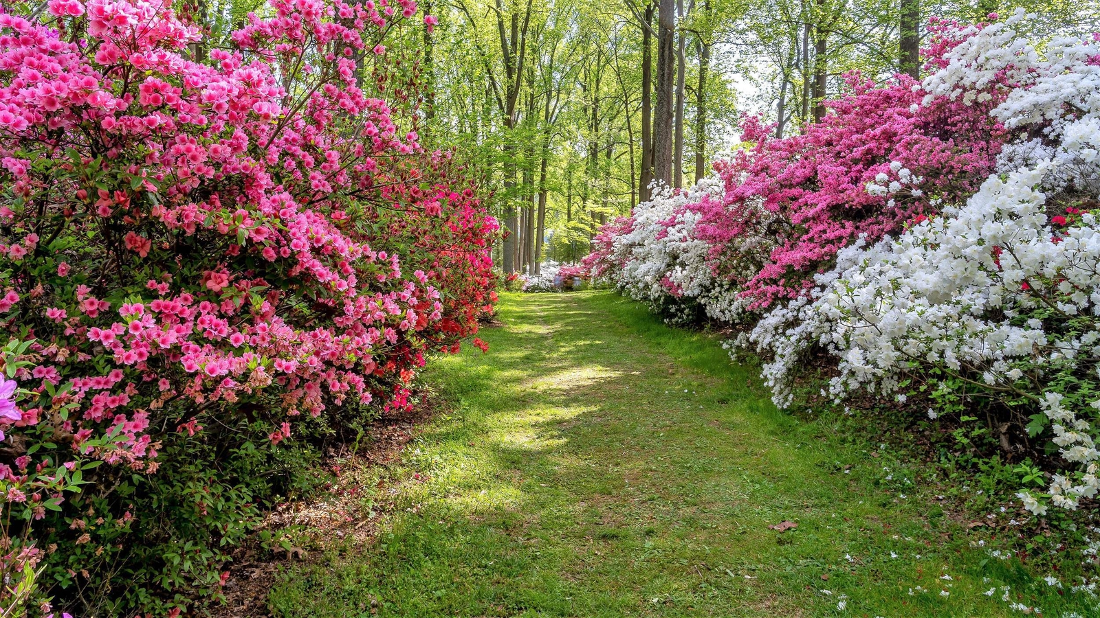 25 MIXED COLORS AZALEA Rhododendron spp Red Purple Flower Shade Bush ...