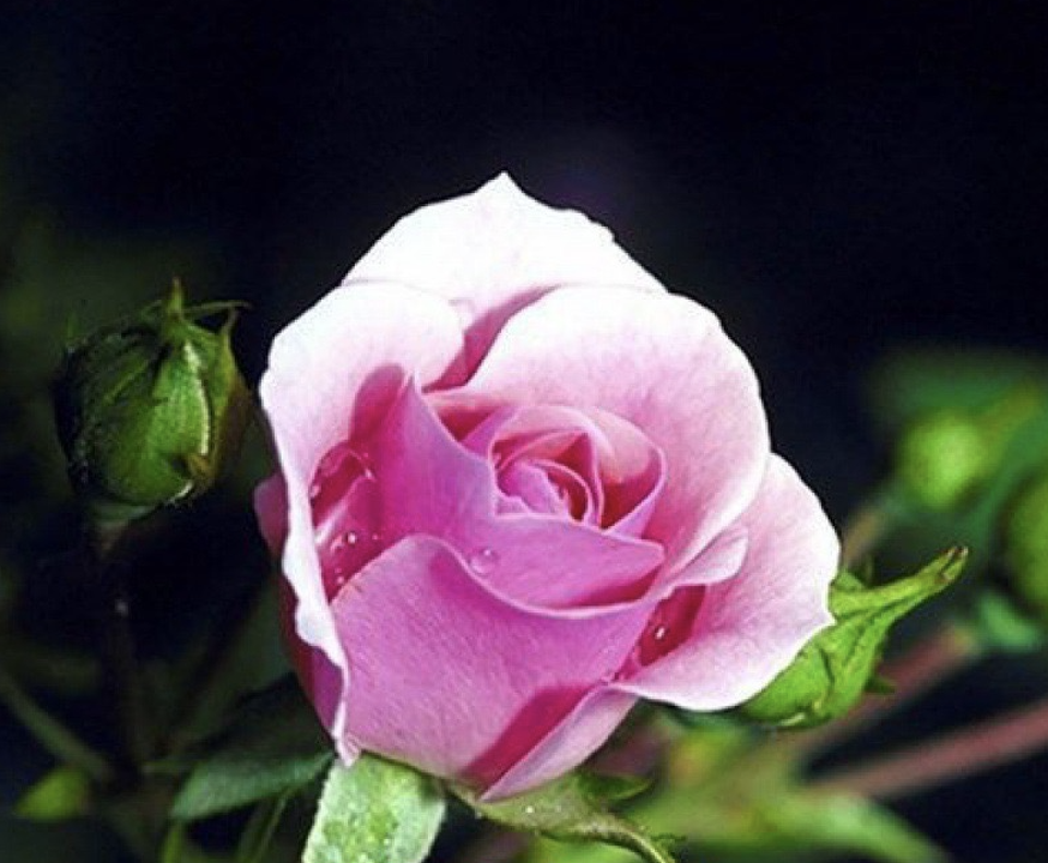 20 ROSE FLOWER SEEDS classic rare plant garden for stratification ...