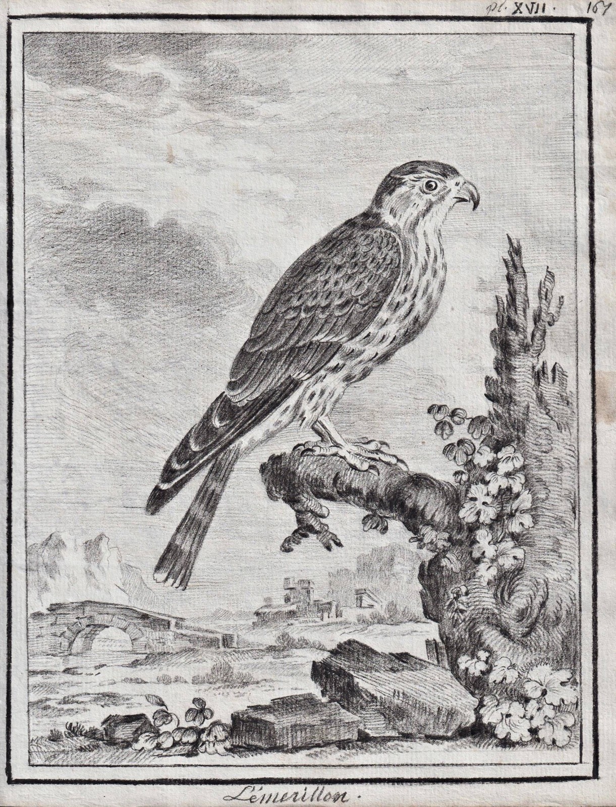 Merlin Faucon Falke Falken falcon birds Vögel drawing Zeichnung dessin ...