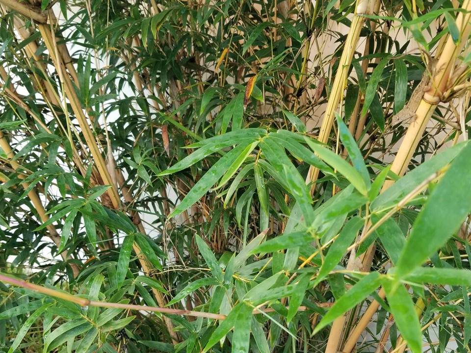 Bamboo Clumping "Golden Hedge" Bambusa Alphonse Karr Privacy Screen 1 ...