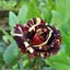 100 Rare Black Dragon Rose Fresh Seeds, Exotic Home Garden Flower Plant ...