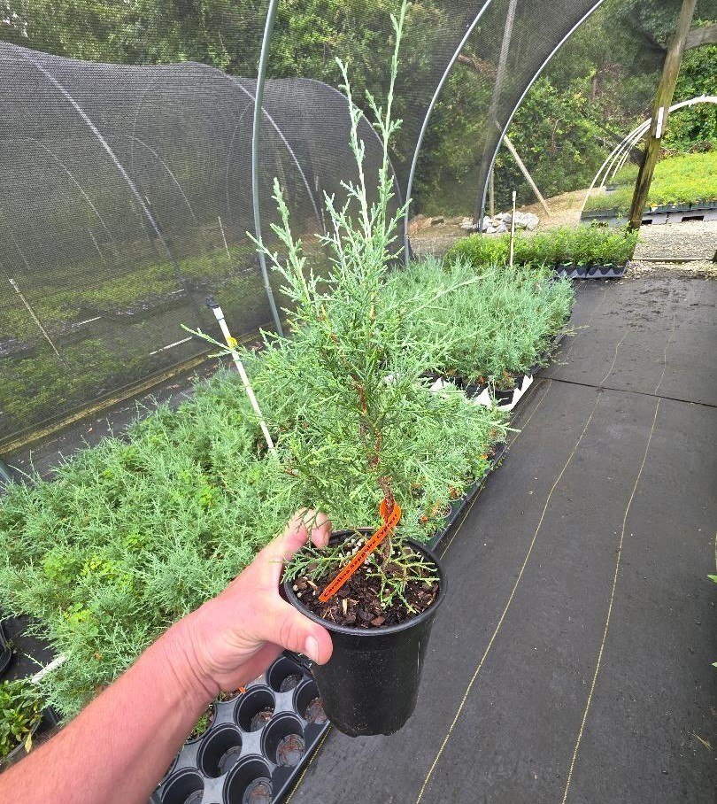 Carolina Sapphire Arizona Cypress Tree - Live Plant - ( 1 QT ) | eBay