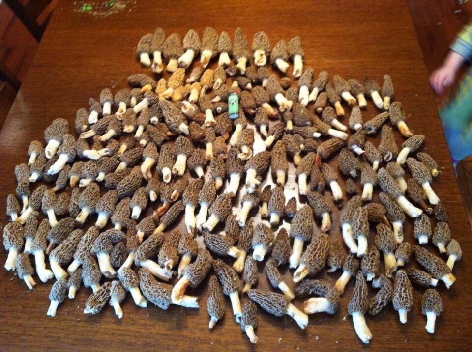 Morel Mushroom Spores in Sawdust Bag Garden Grow Kit Makes 5 gal FREE ...