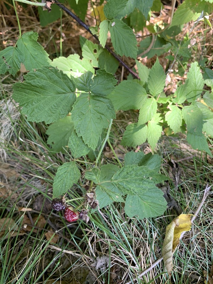 8 x Natural Edible Black Raspberry Cuttings For Garden Landscape ...