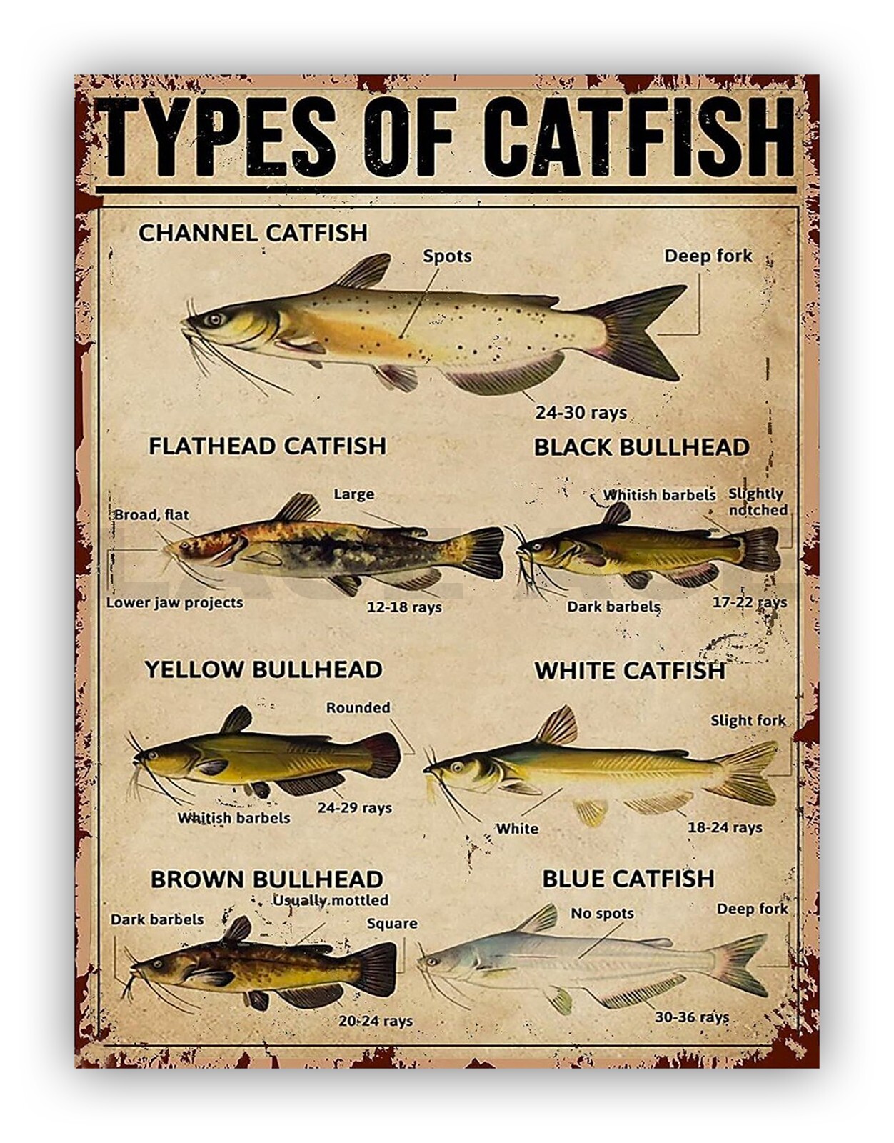 Fishing Lures Tackle Fish Types Metal Garage Signs Garden Bar Mancave ...