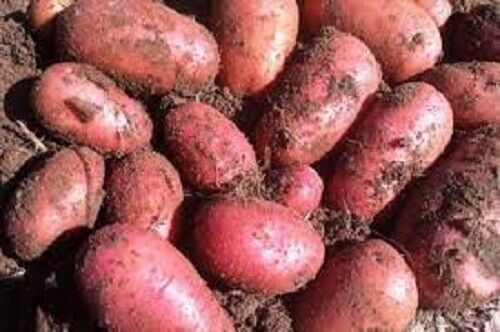 Seed Potatoes RED LADY POTATO SEEDS Vegetable Gardening Seed Potato Red ...