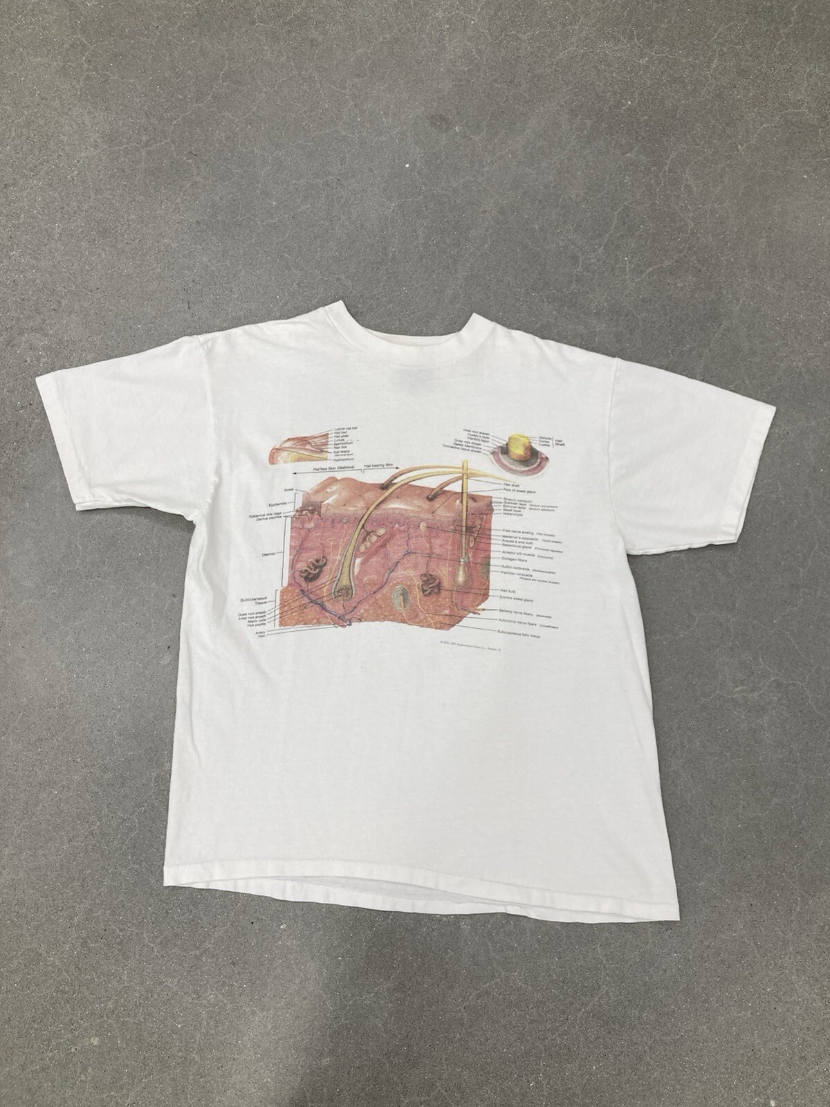 Vintage 1990 1991 Skin Dermatology Anatomical Chart S… - Gem
