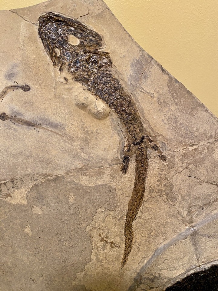 Permian X-LARGE Fossil Plate Mixed - Sclerocephalus, Amblypterus ...