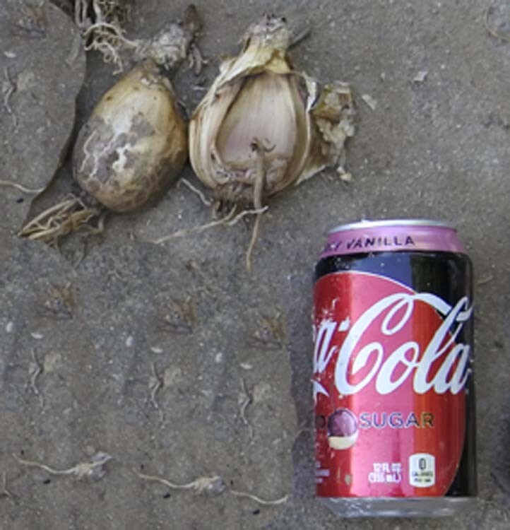 Set of 2 or 3 Amaryllis Belladonna Bulbs Lily Pink Naked Ladies Plant ...