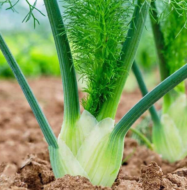 Florence Fennel Seeds | Italian Anise Bulb Root Plant Fronds Herb USA ...