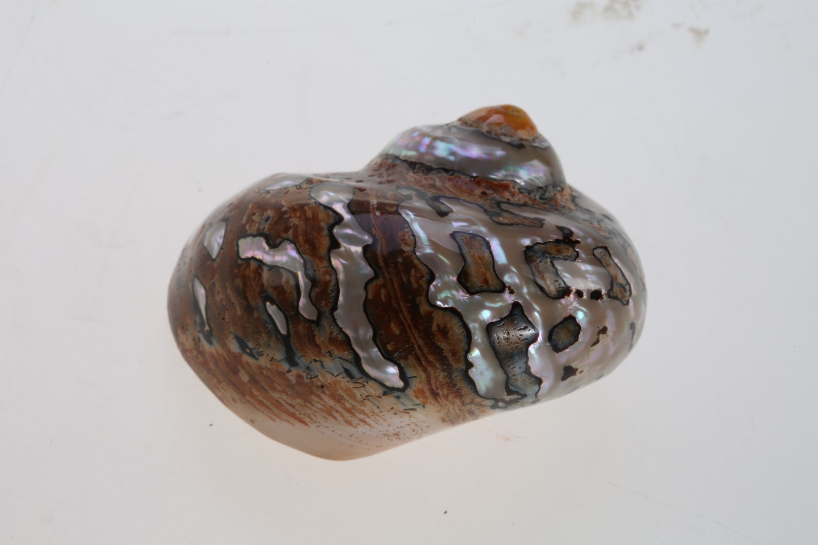 Turbo sarmaticus Shell snail South African Ver.2 Seashell Shellfish ...