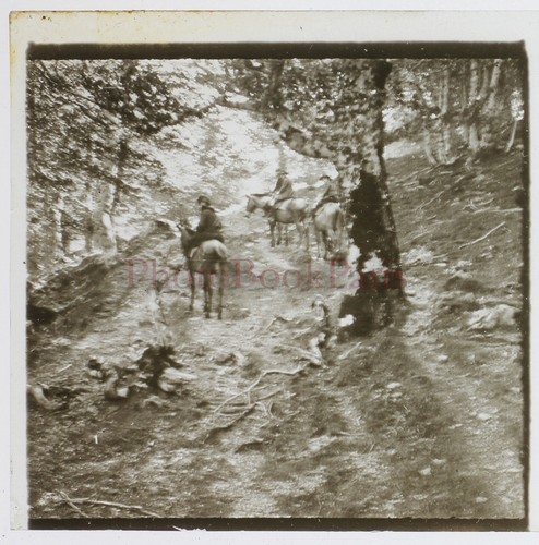ITALIE Forêt d’Irati 1924 Photo Stereo Plaque de verre Vintage | eBay
