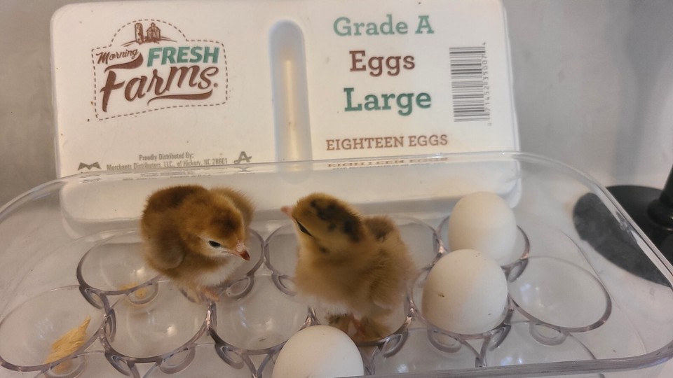 Bantam Cochin eggs From SHOW Stock! Color Pack. Possibly Frizzled | eBay