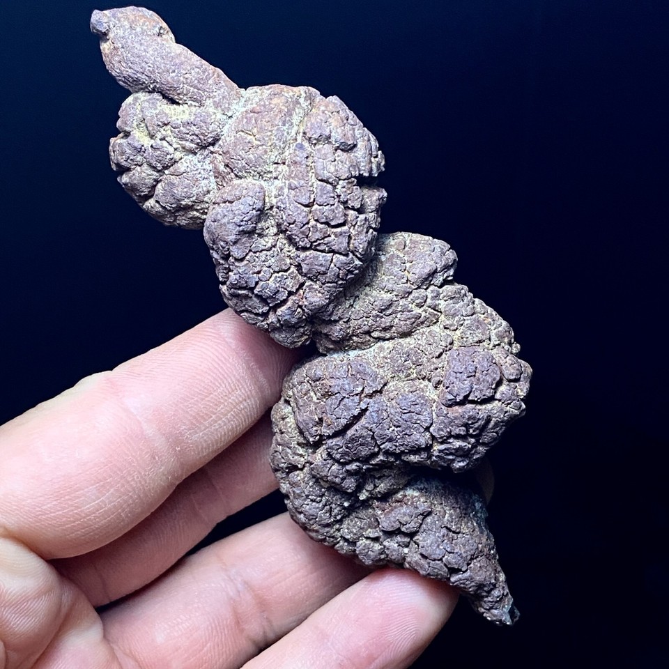 109g Amazing Rare Dinosaur Dung Fossil Mineral Specimen Collectibles ...