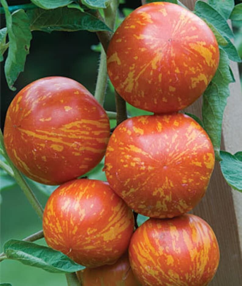 20 Zebra Cherry Tomato Seeds | eBay