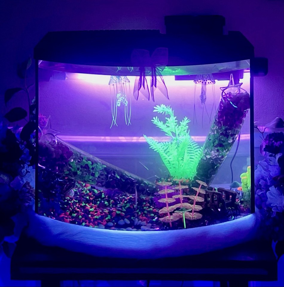 Bow Front Top Fin Aquarium Tank and Lid Includes Rocks Accessories ...