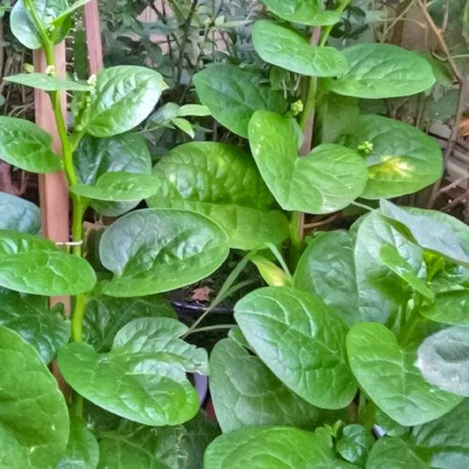 Fresh Organic Green GIANT MALABAR SPINACH SEEDS, Free Shipping (1400 ...
