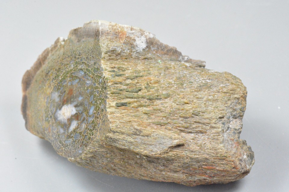 Green Agatized Dinosaur Bone, Utah, Polished | eBay