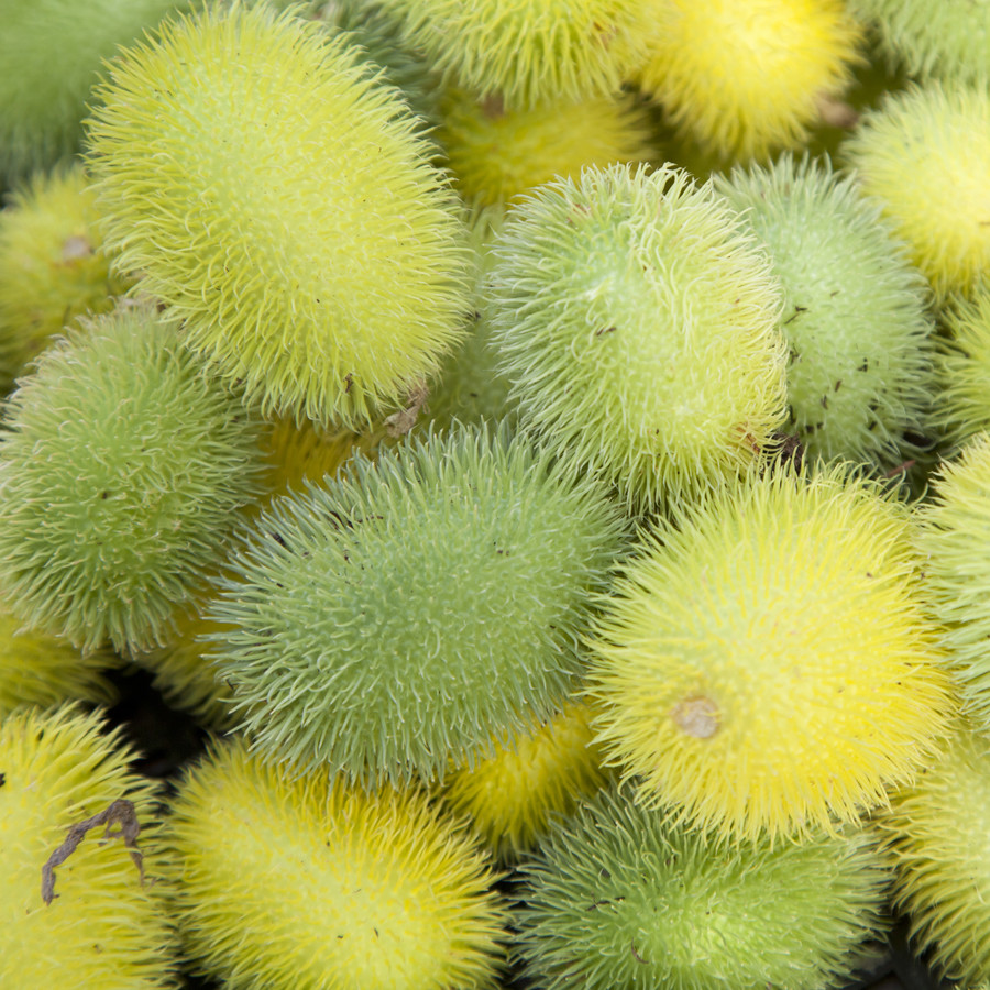 Ornamental CUCUMBER HEDGEHOG - 25 seeds - cucumis dipsaceus - Exotic ...