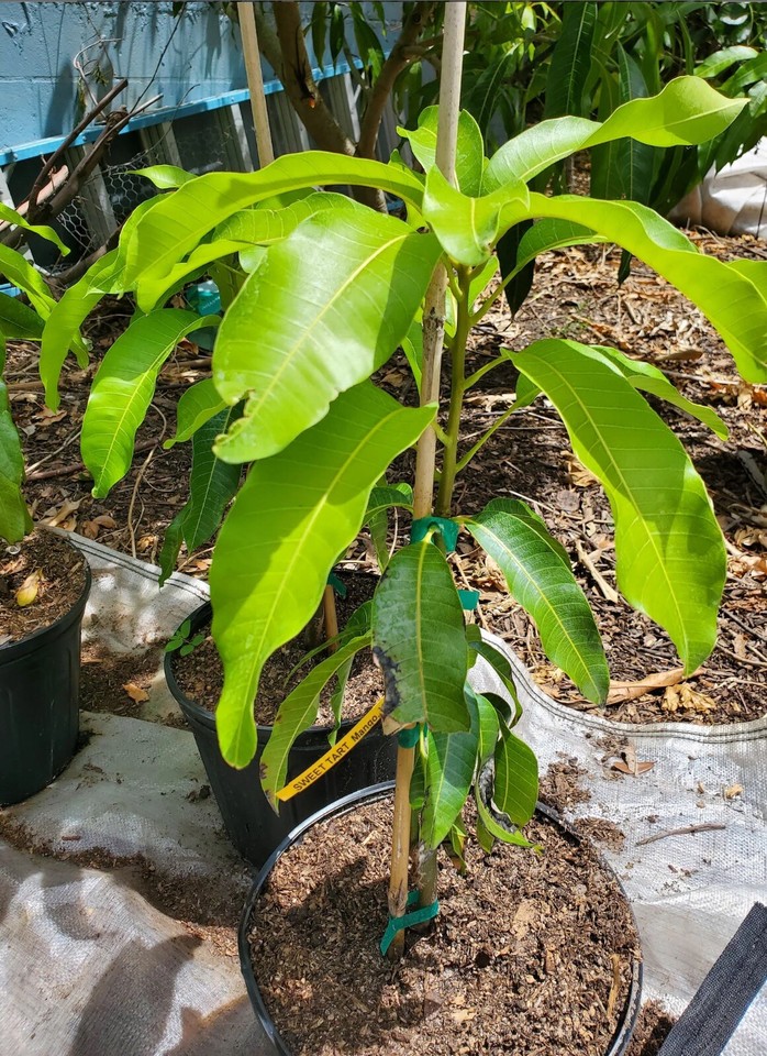 Sweet Tart MANGO TREE GRAFTED 2-4 Ft Tall.Ship To CA&PR. Actual Photos ...