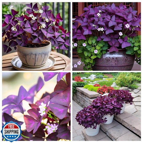 12+ Purple Oxalis Triangularis Bulb Flowers for Planting Indoors or ...