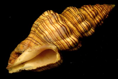 FS Latirus gibbulus VERY LARGE 111.5 mm | eBay