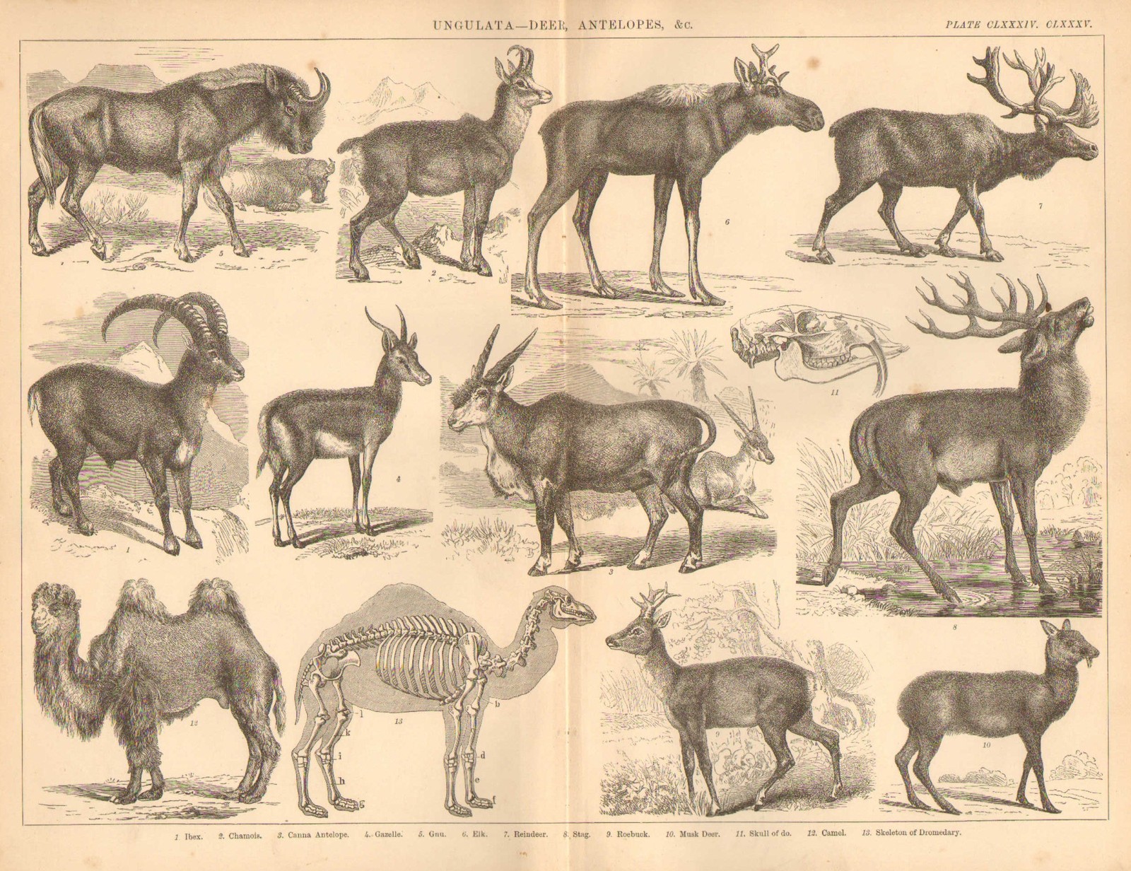 1874 PRINT ~ UNGULATA ~ IBEX CAMEL GAZELLE ELK REINDEER STAG ROEBUCK | eBay