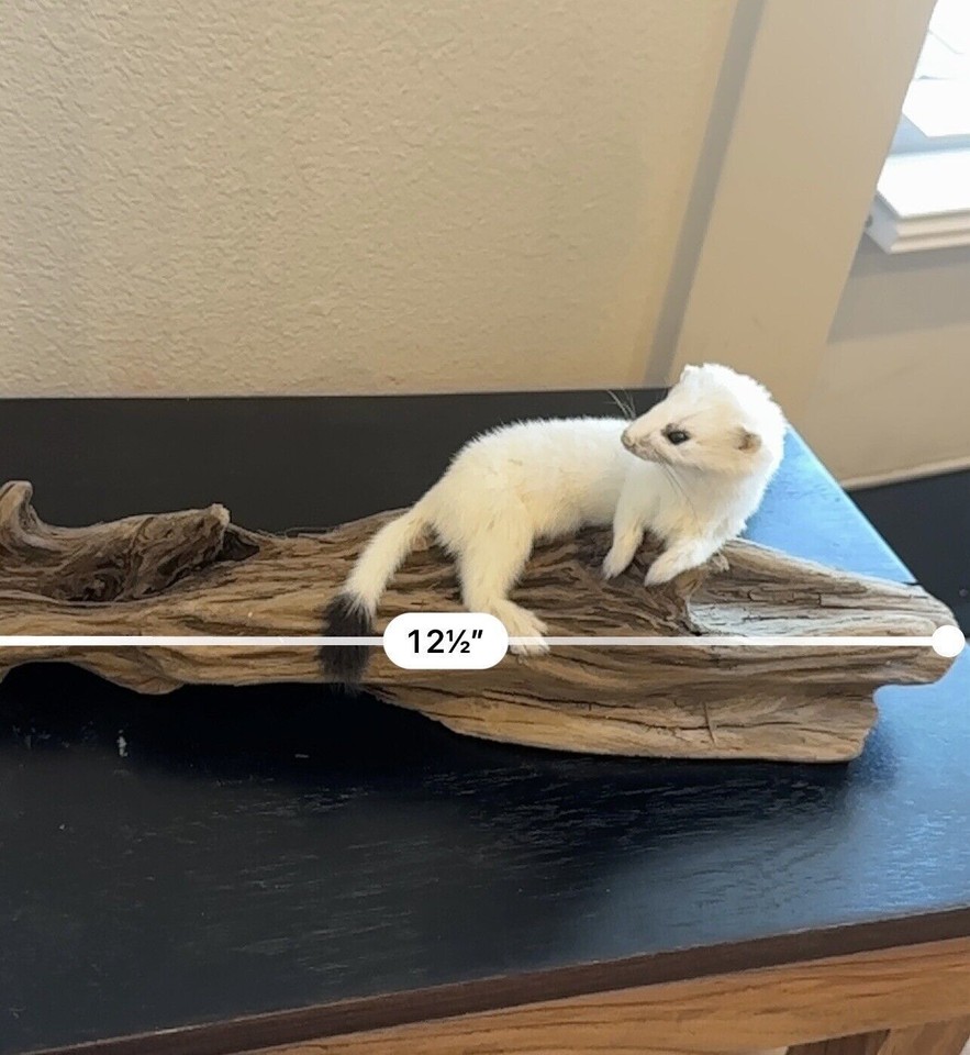 Beautiful Adorable Weasel Ermine Small Animal Taxidermy Mount Art ...