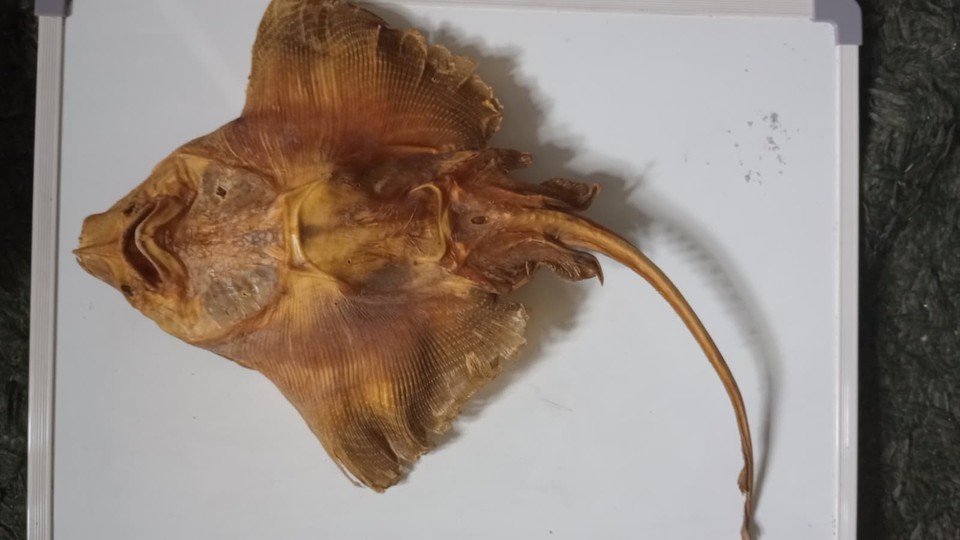 Vintage taxidermy sea skate | eBay UK