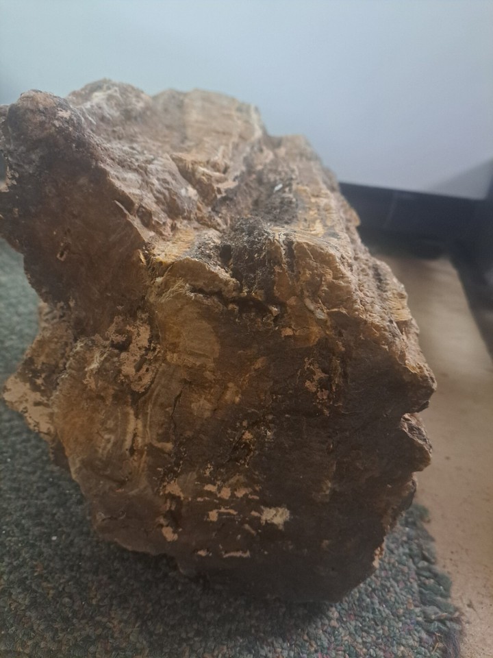 Huge Rare Petrified Wood Trunk Bark Fossil | eBay