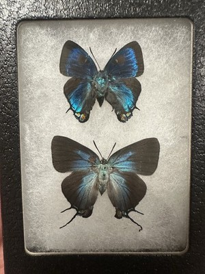 MOUNTED BUTTERFLY! MALE &FEMALE ATLIDES HALESUS ! GREAT PURPLE ...