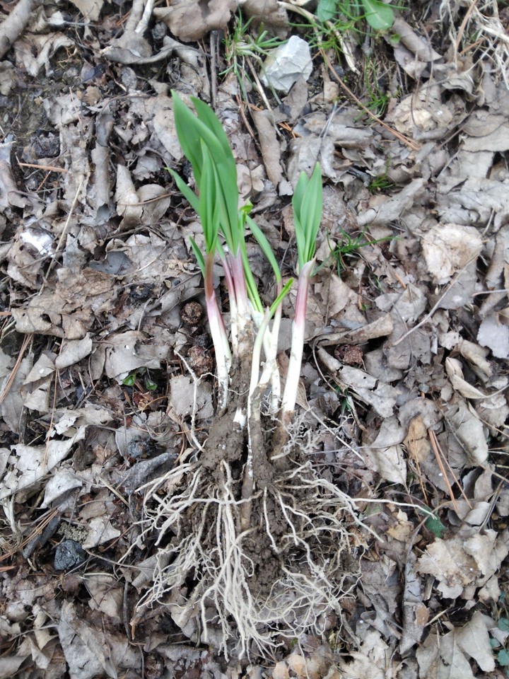 10 Bare root wild leek bulbs (ramps) for planting | eBay