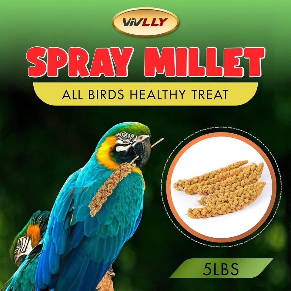 Vivlly 5LBS GMO-Free Sun Dried Spray Millet Original Bird Treat for ...