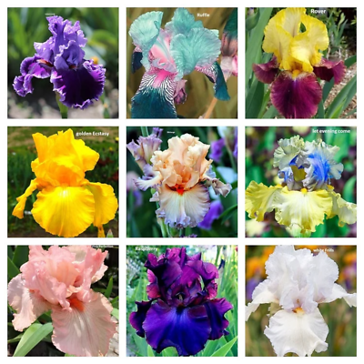 Iris Flower Color Change