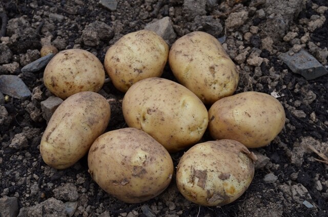 Seed Potatoes 70+ Varieties - Scottish Basic Seed Potatoes X20 Tubers ...
