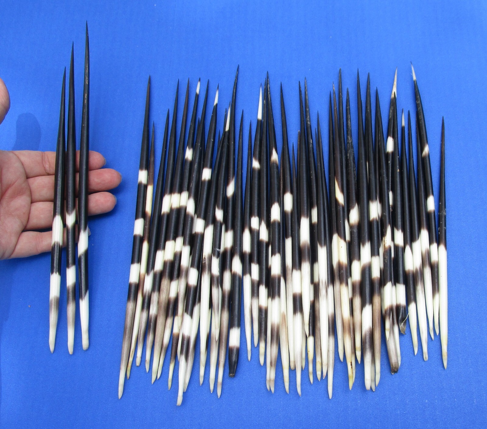 50 piece lot of Fat South African Porcupine Quills 8 to 10 inches ...