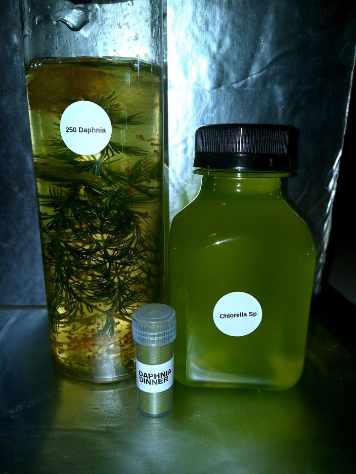 Daphnia+Moina mix Culture Starter Kit. Daphnia + Live Chlorella Starter ...
