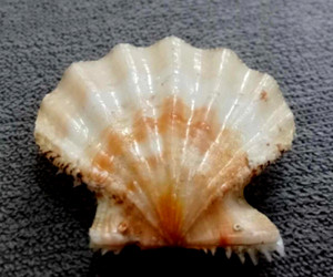 shellcard143 | eBay Stores