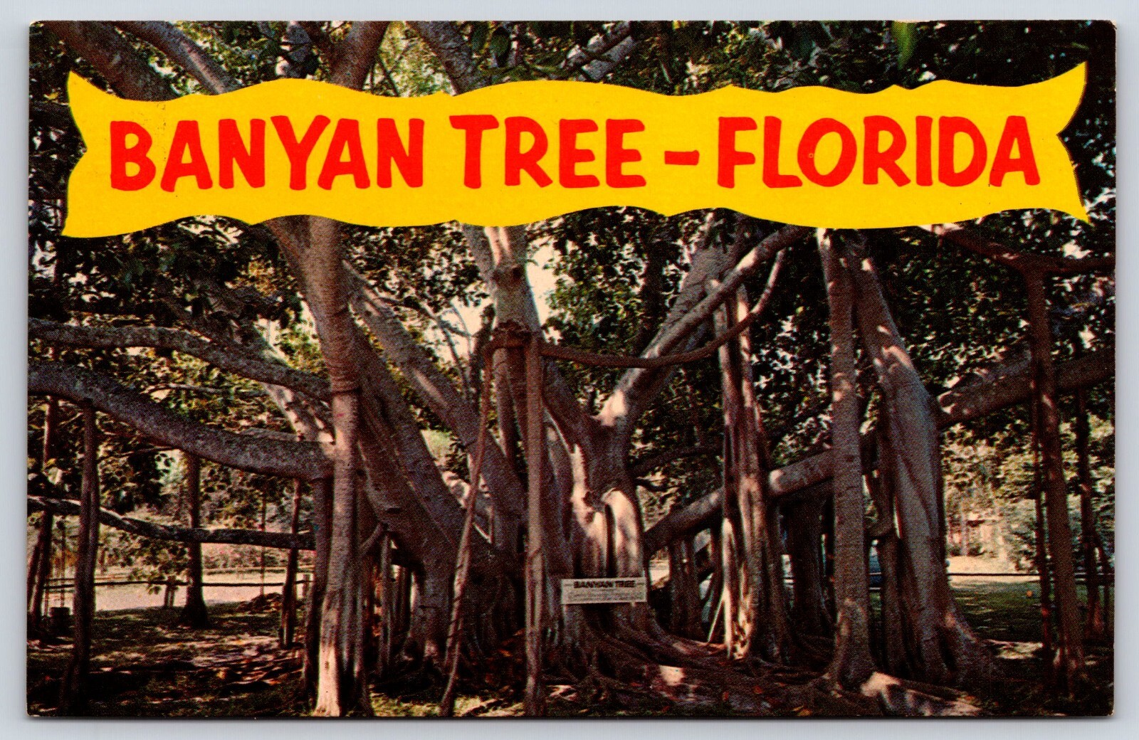 Vintage Postcard The Banyan Tree Florida | eBay