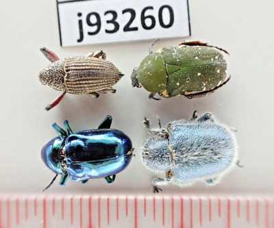 j93260. Insects, butterflies: Insect mixed. South Vietnam. Lam Dong | eBay