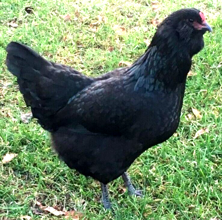 12 NPIP AI CLEAN BLACK AMERAUCANA CHICKEN HATCHING EGGS SHOW QUALITY ...