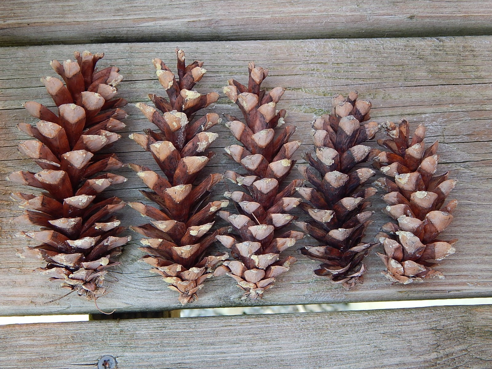 100 Real Pinecones Eastern White Pine Cones Natural Dried Craft ...