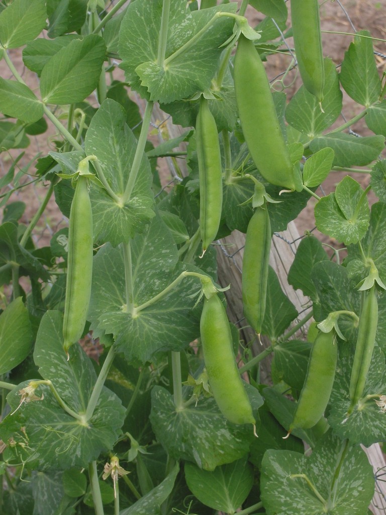 VICTORIAN TALL PEA COLOSSAL CLIMBING WORLDS TALLEST PEA ENORMOUS CROPS ...