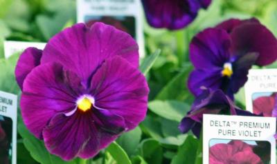 50 Pansy Seeds Delta Premium Pure Violet | eBay