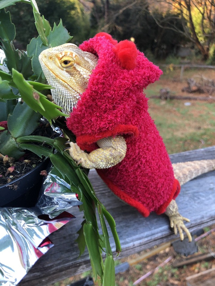 RED SOFT FUR SNUGGY #6 XLRG SLEEVELESS BODY SHIRT HOODY 4 UNISEX ...