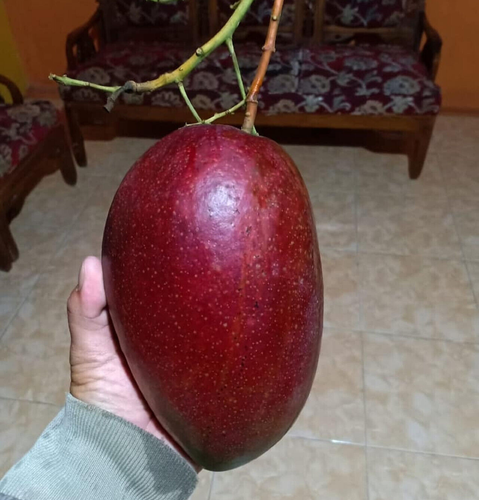 Grafted Mangifera Mango Yuwen Fruit Tree Free Phytosanitary | eBay